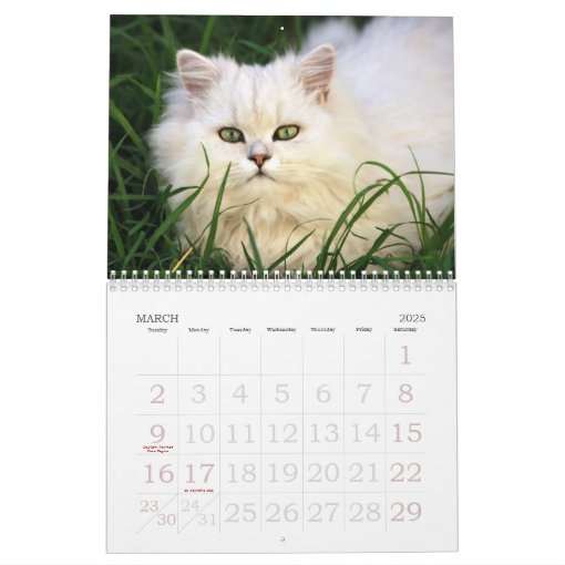 Adorable Kitten Calendar | Zazzle