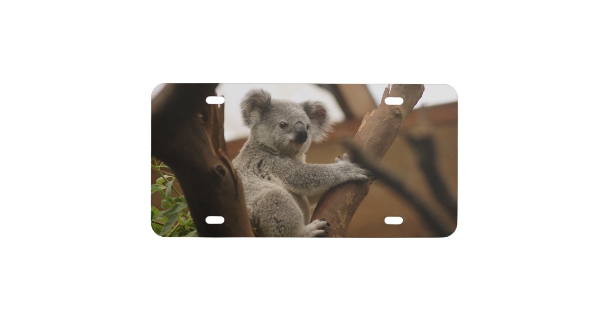 Adorable Koala License Plate | Zazzle