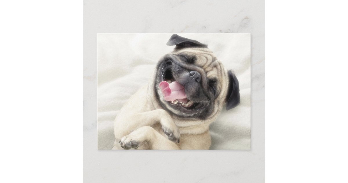 Adorable Laughing Pug design Postcard | Zazzle