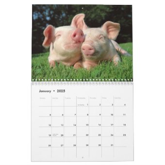 Adorable Little Piglets in a Black Hat Calendar | Zazzle