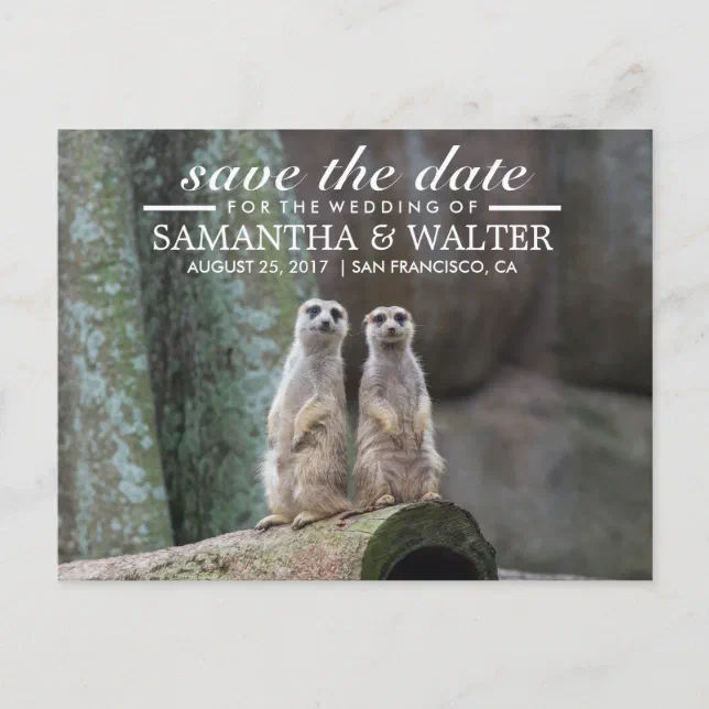 Adorable Meerkats Save The Date Announcement Postcard | Zazzle
