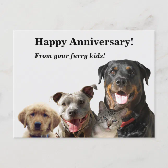 Adorable Pets Anniversary Postcard | Zazzle