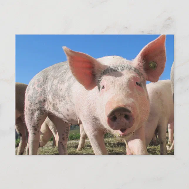 Adorable Pig Oink Postcard | Zazzle
