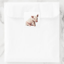 Adorable Piglet Sticker | Zazzle