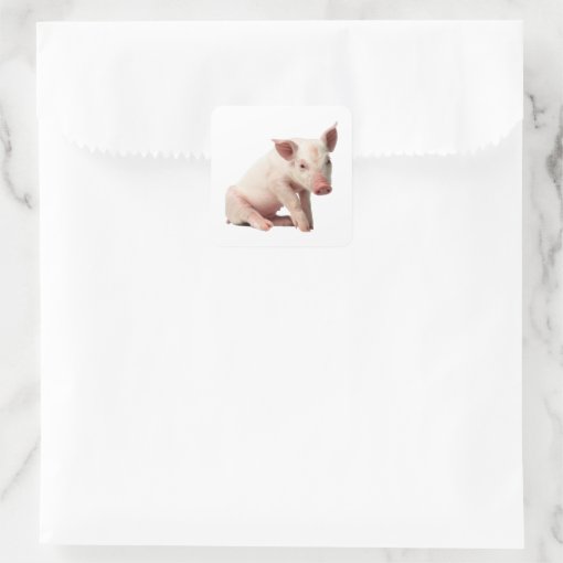 Adorable Piglet Sticker | Zazzle