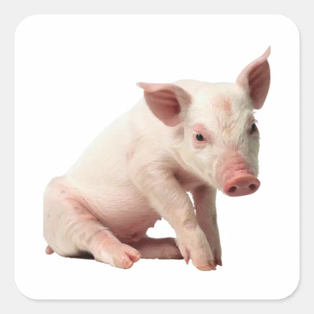 Adorable Piglet Sticker | Zazzle