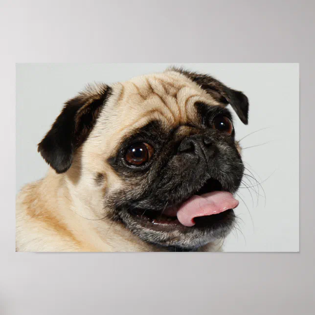 adorable pug dog poster | Zazzle