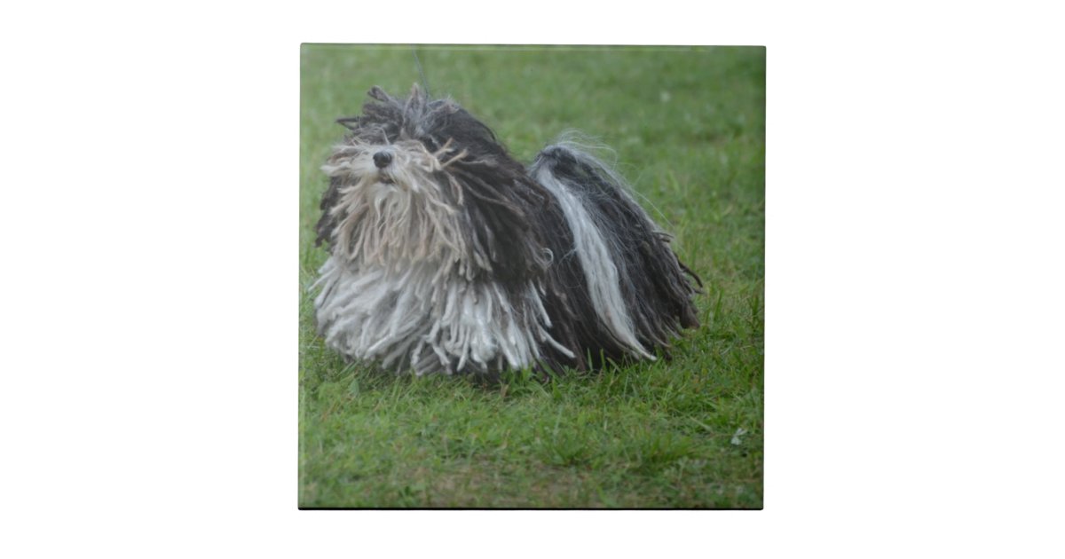 Adorable Puli Dog Ceramic Tile | Zazzle