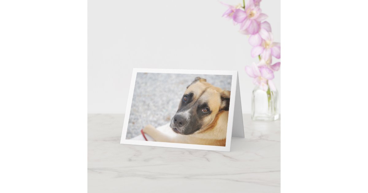 Adorable Puppy Portrait Card | Zazzle