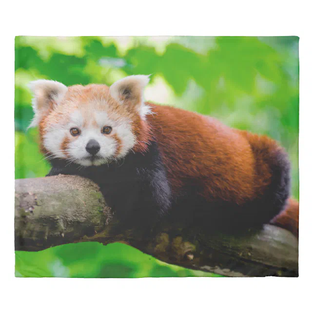Adorable Red Panda Duvet Cover | Zazzle