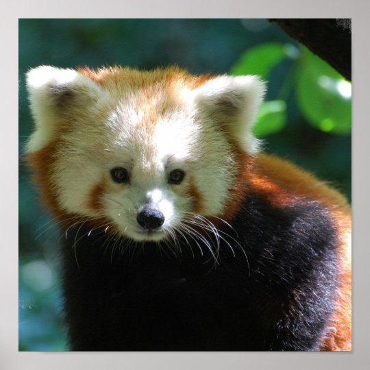 Adorable Red Panda Poster | Zazzle.com