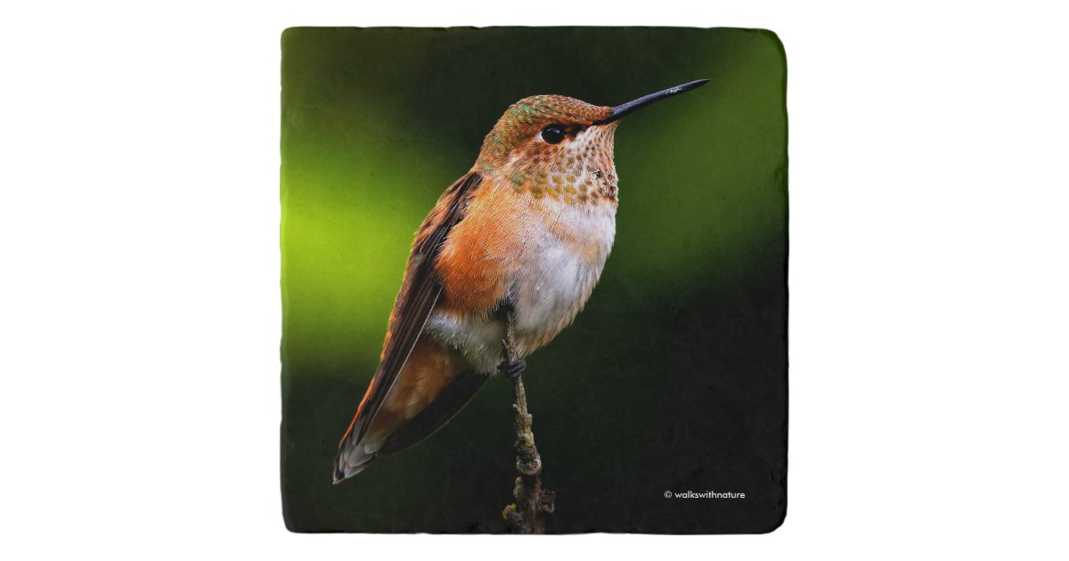 Adorable Rufous Hummingbird Poses on Branch Trivet | Zazzle