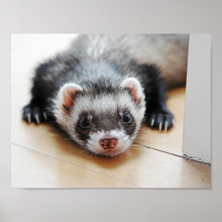 Adorable Sable Ferret Poster | Zazzle