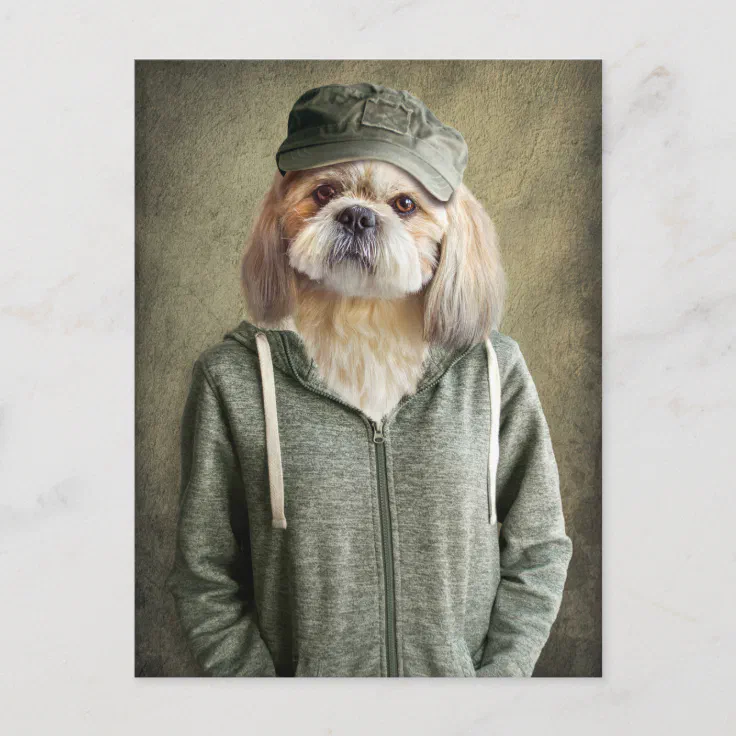 Adorable Shih Tzu Wearing a Cap and Hoodie Postcard | Zazzle