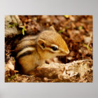 Adorable Baby Chipmunk with Daisy Poster | Zazzle.com