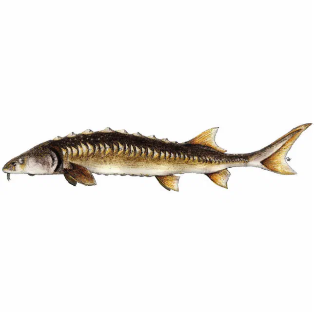Adriatic Sturgeon Illustration Pin Statuette | Zazzle