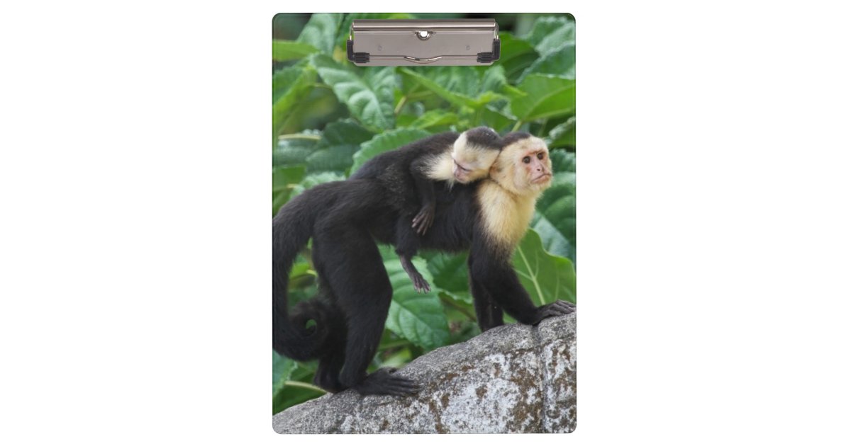 Adult Capuchin Monkey Carrying Baby On Its Back Clipboard | Zazzle