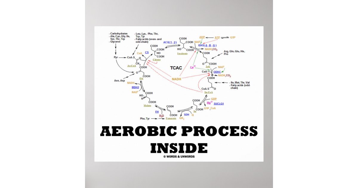 Aerobic Process Inside (Krebs Cycle) Poster | Zazzle
