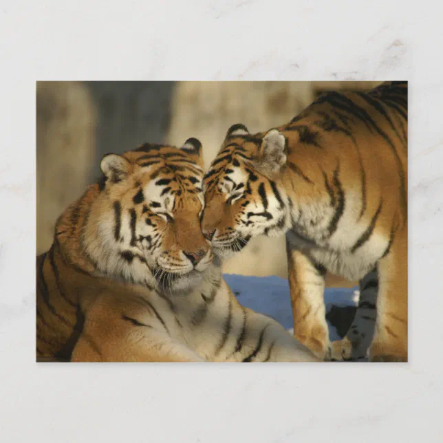 Affectionate Tigers Postcard | Zazzle