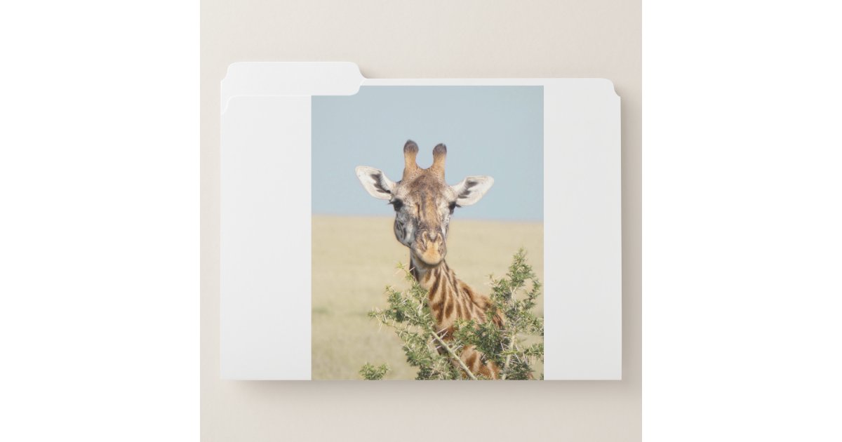 Africa - Giraffe 2 File Folder | Zazzle
