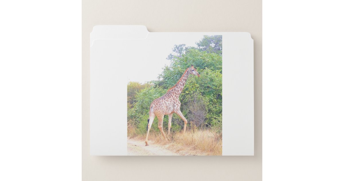 Africa - Giraffe 3 File Folder | Zazzle