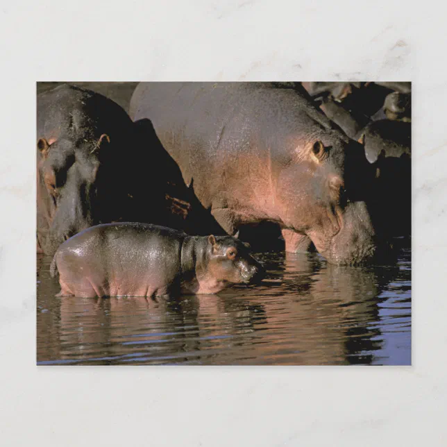 Africa, Kenya, Masai Mara. Common hippopotamuses Postcard | Zazzle