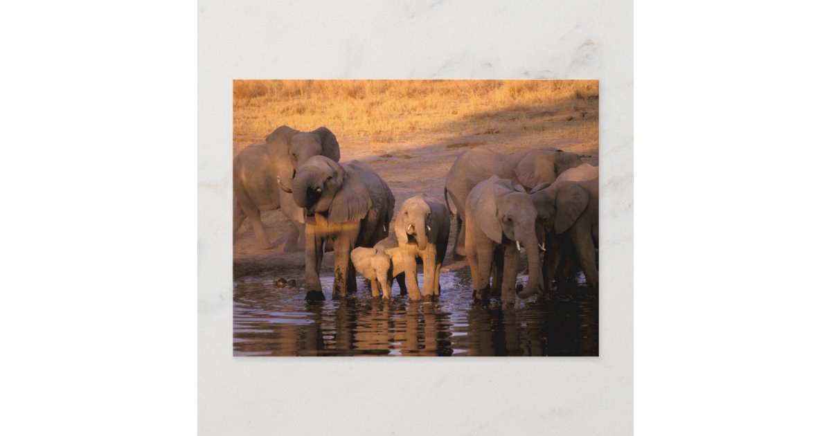 Africa, Kenya, Masai Mara. Elephants (Loxodonta Postcard | Zazzle