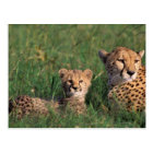 Baby Jaguar Cubs Postcard | Zazzle.com