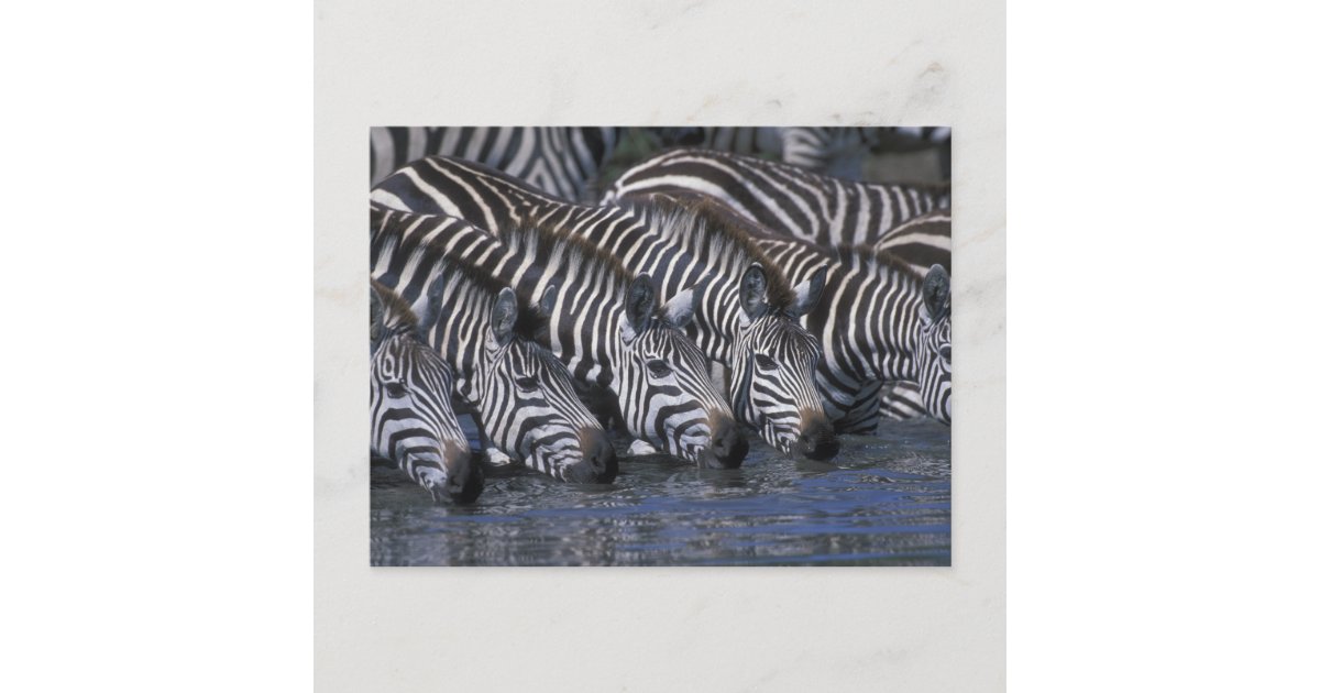 Africa, Kenya, Masai Mara Game Reserve, Plains Postcard | Zazzle