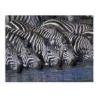 Standing in Line Postcard | Zazzle.com