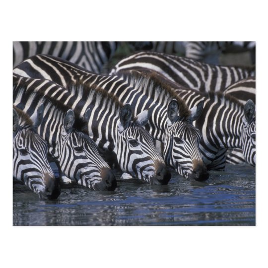 Africa, Kenya, Masai Mara Game Reserve, Plains Postcard | Zazzle.com