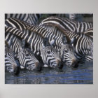 Africa, Kenya, Masai Mara Game Reserve, Plains Postcard | Zazzle.com