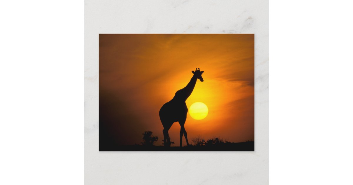 Africa, Kenya, Masai Mara. Giraffe Postcard | Zazzle