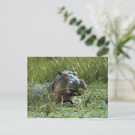 Africa, Kenya, Masai Mara NR. A mother hippo and Postcard | Zazzle