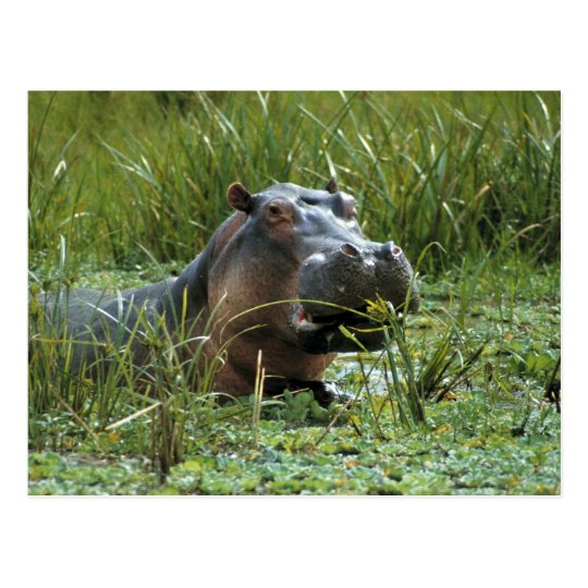 Africa, Kenya, Masai Mara NR. A mother hippo and Postcard | Zazzle.com
