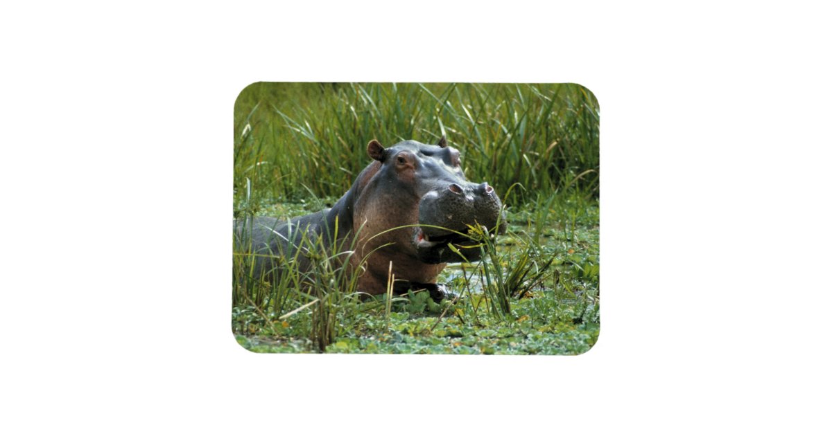 Africa, Kenya, Masai Mara NR. A mother hippo Magnet | Zazzle