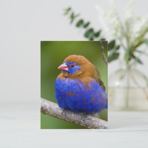 Africa. Kenya. Purple Grenadier male at Lake Postcard | Zazzle