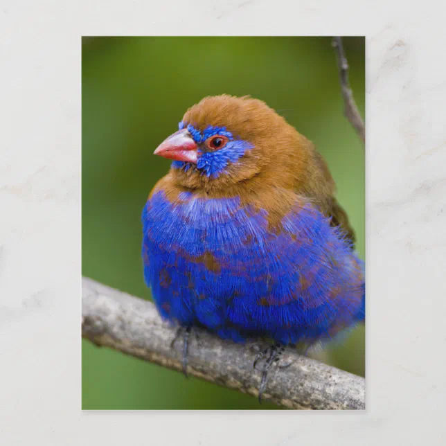 Africa. Kenya. Purple Grenadier male at Lake Postcard | Zazzle