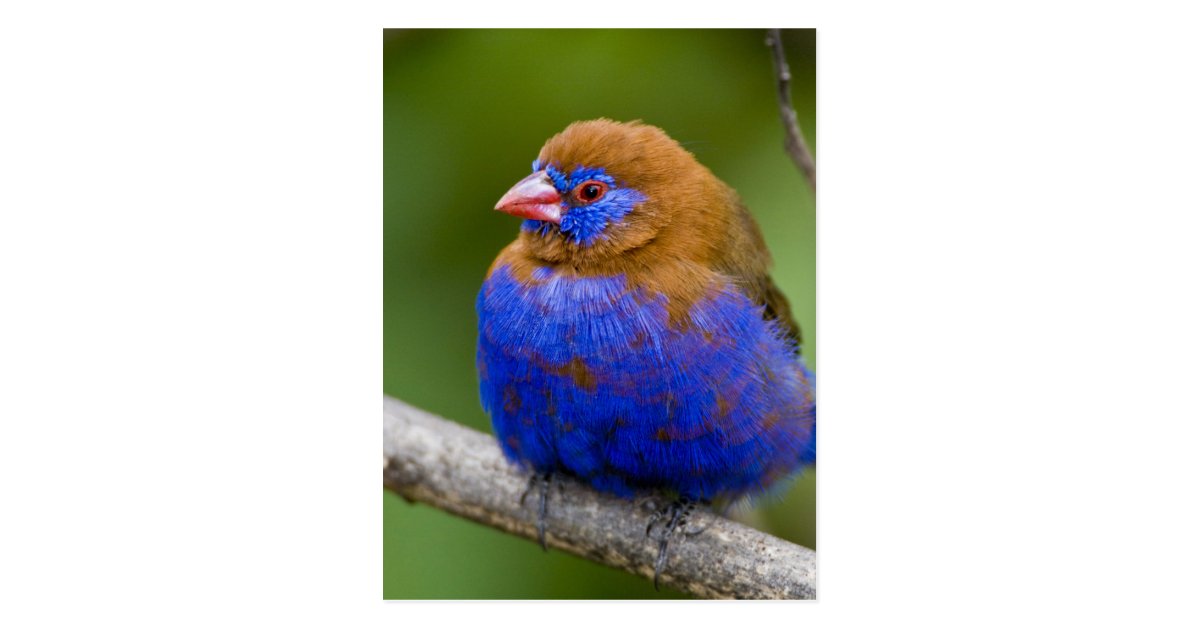 Africa. Kenya. Purple Grenadier male at Lake Postcard | Zazzle.com
