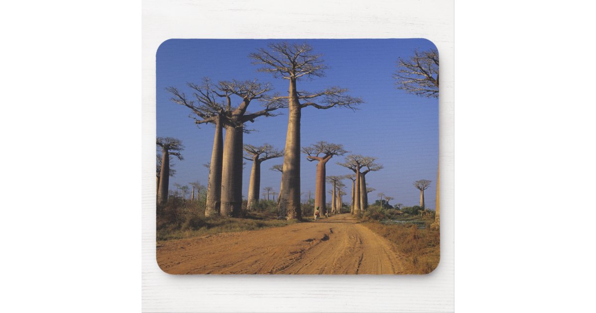 Africa, Madagascar, Morondava, Baobab Avenue. Mouse Pad | Zazzle