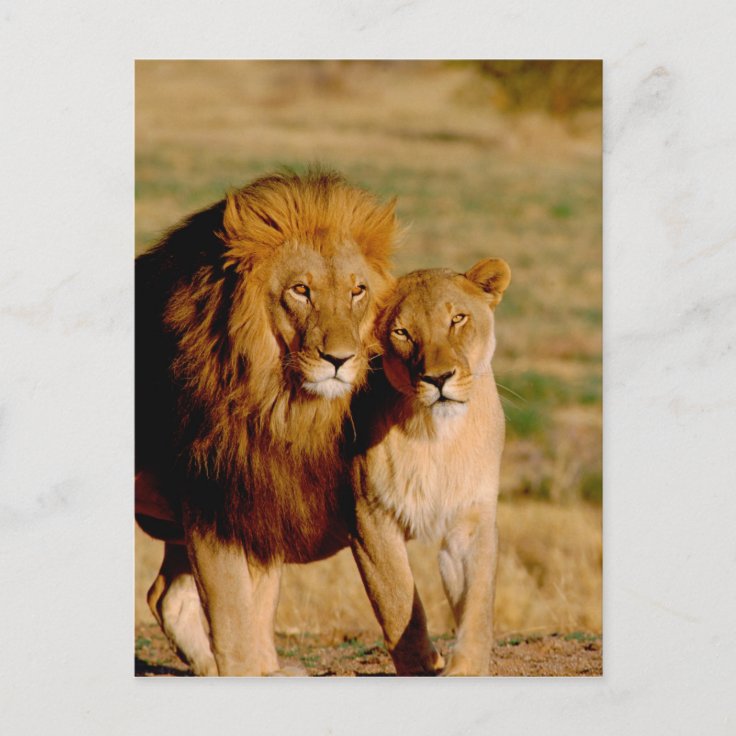 Africa, Namibia, Okonjima. Lion & lioness Postcard | Zazzle