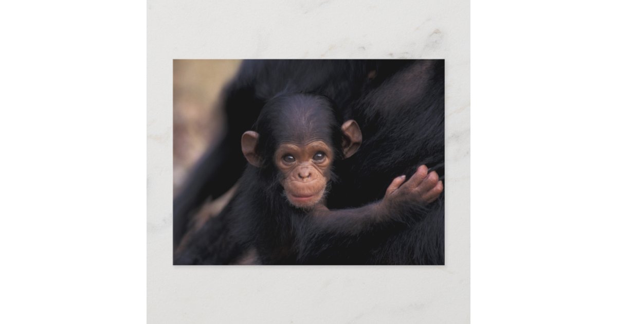 Africa, Tanzania, Gombe Nat'l Park Postcard | Zazzle