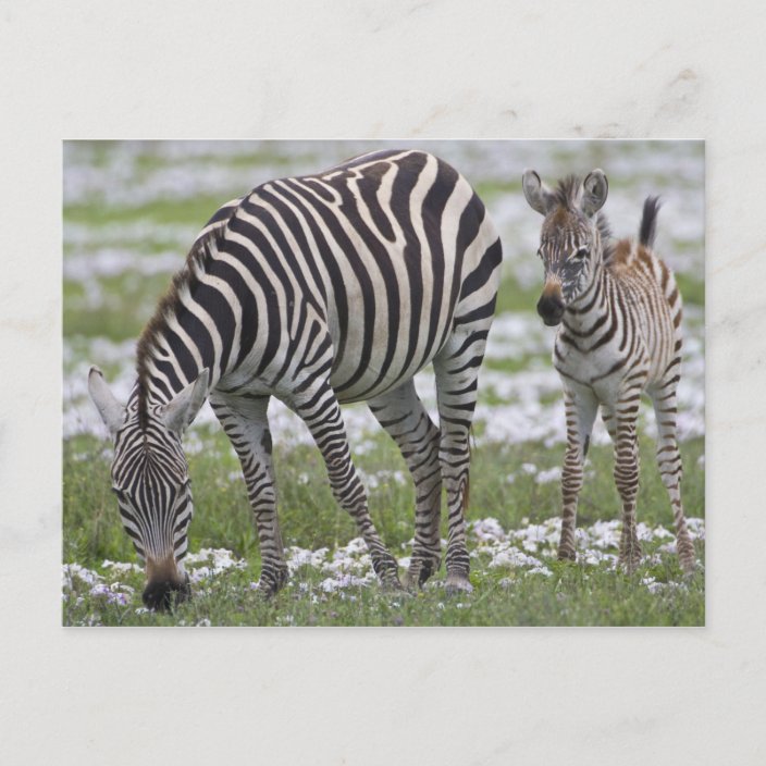Africa. Tanzania. Zebra mother and colt at Postcard | Zazzle