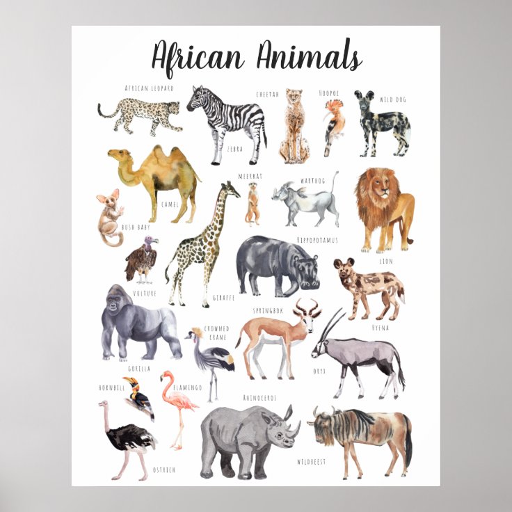 African Animals | Education Learning Classroom Poster | Zazzle