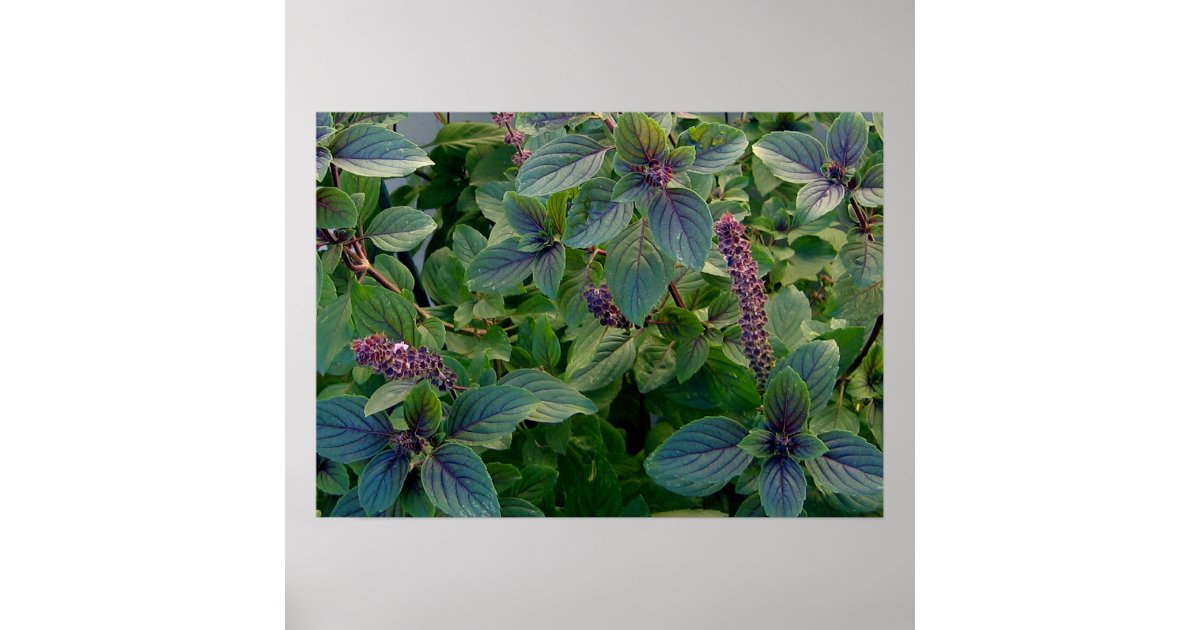 African Blue Basil Poster | Zazzle