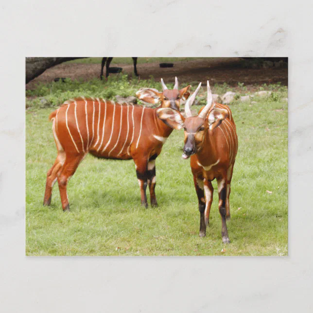 african bongo 3 postcard | Zazzle