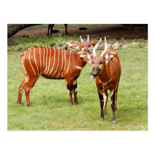 african bongo 3 postcard | Zazzle.com