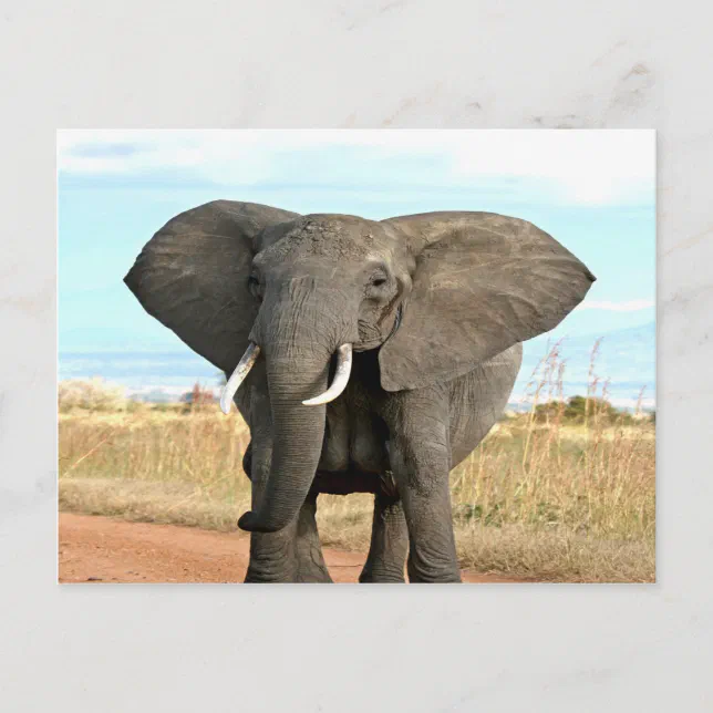 African Bush Elephant Marching to success goal Postcard | Zazzle