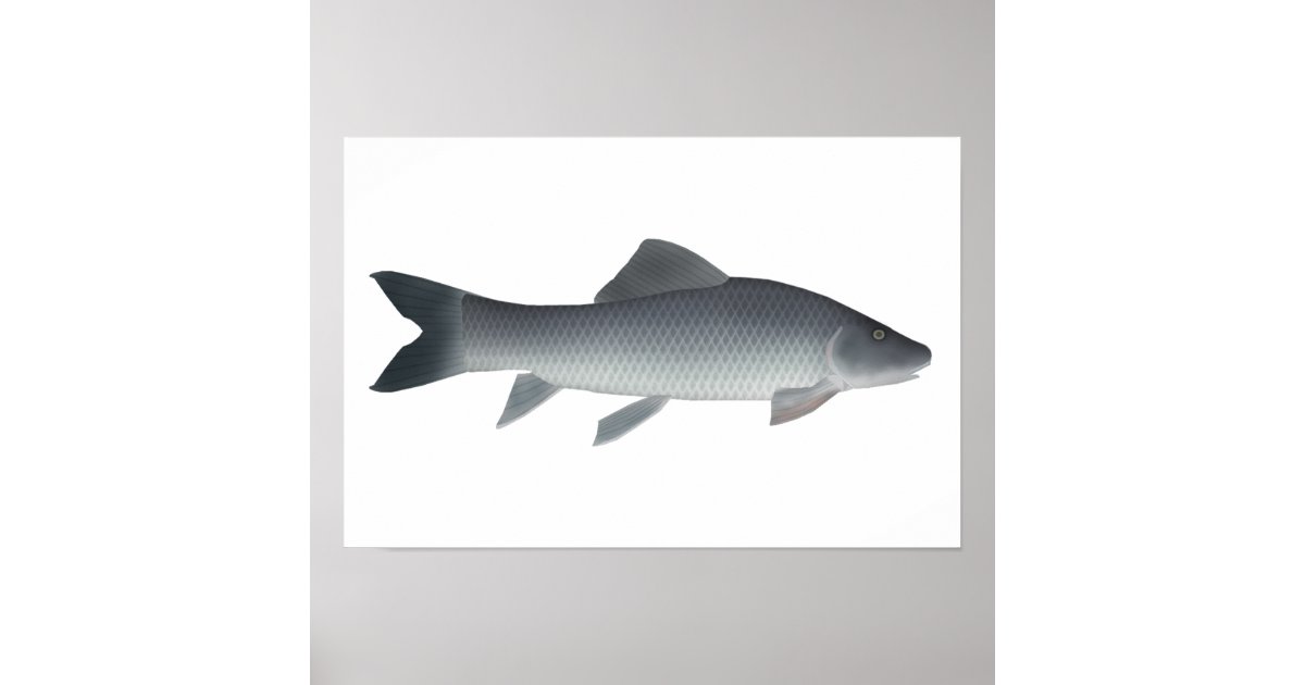 African Carp Poster | Zazzle
