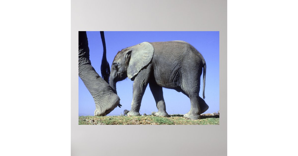 African Elephant Calf Poster | Zazzle